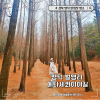 영덕 벌영리 메타세콰이어길 나는 솔로 18기 촬영지로 핫한 힐링 여행지 네이버 블로그